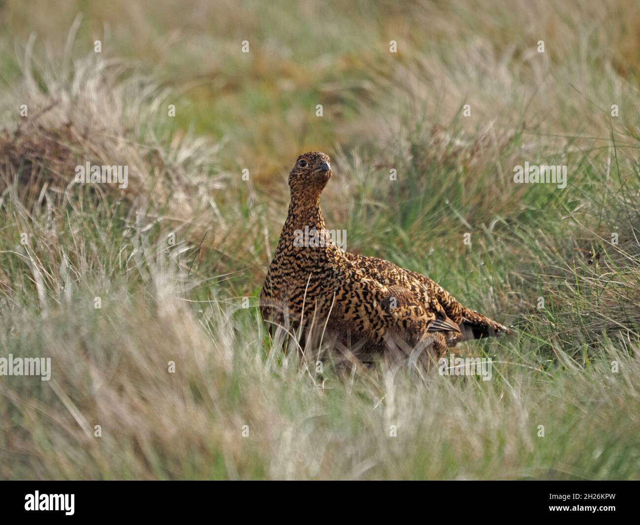 single female Red Grouse ( Lagopus lagopus) with cryptic plumage ...
