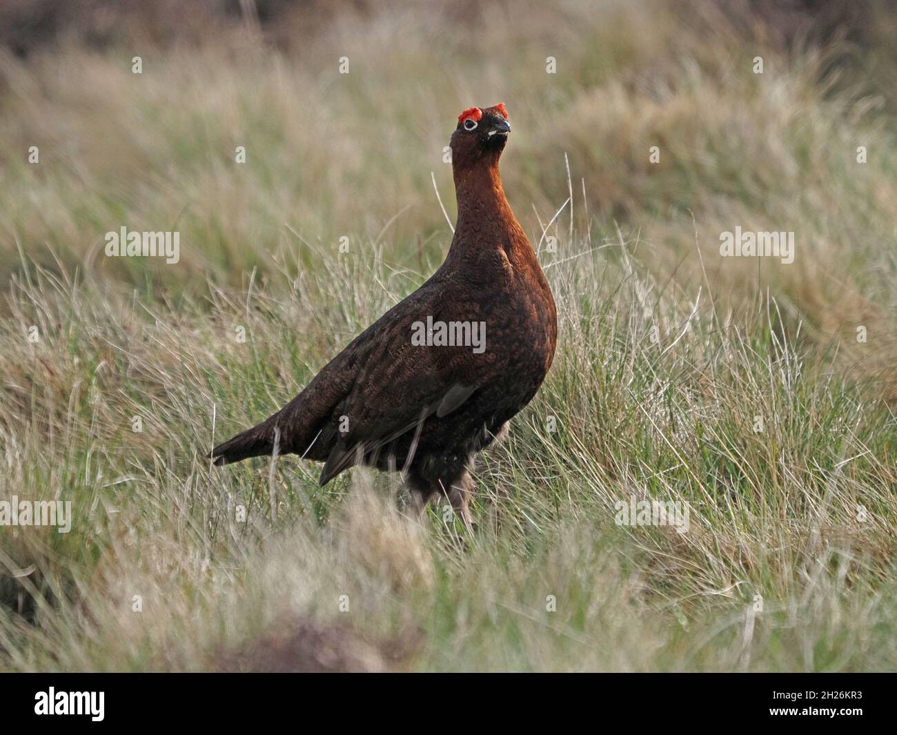 Red eyebrows hi-res stock photography and images - Alamy