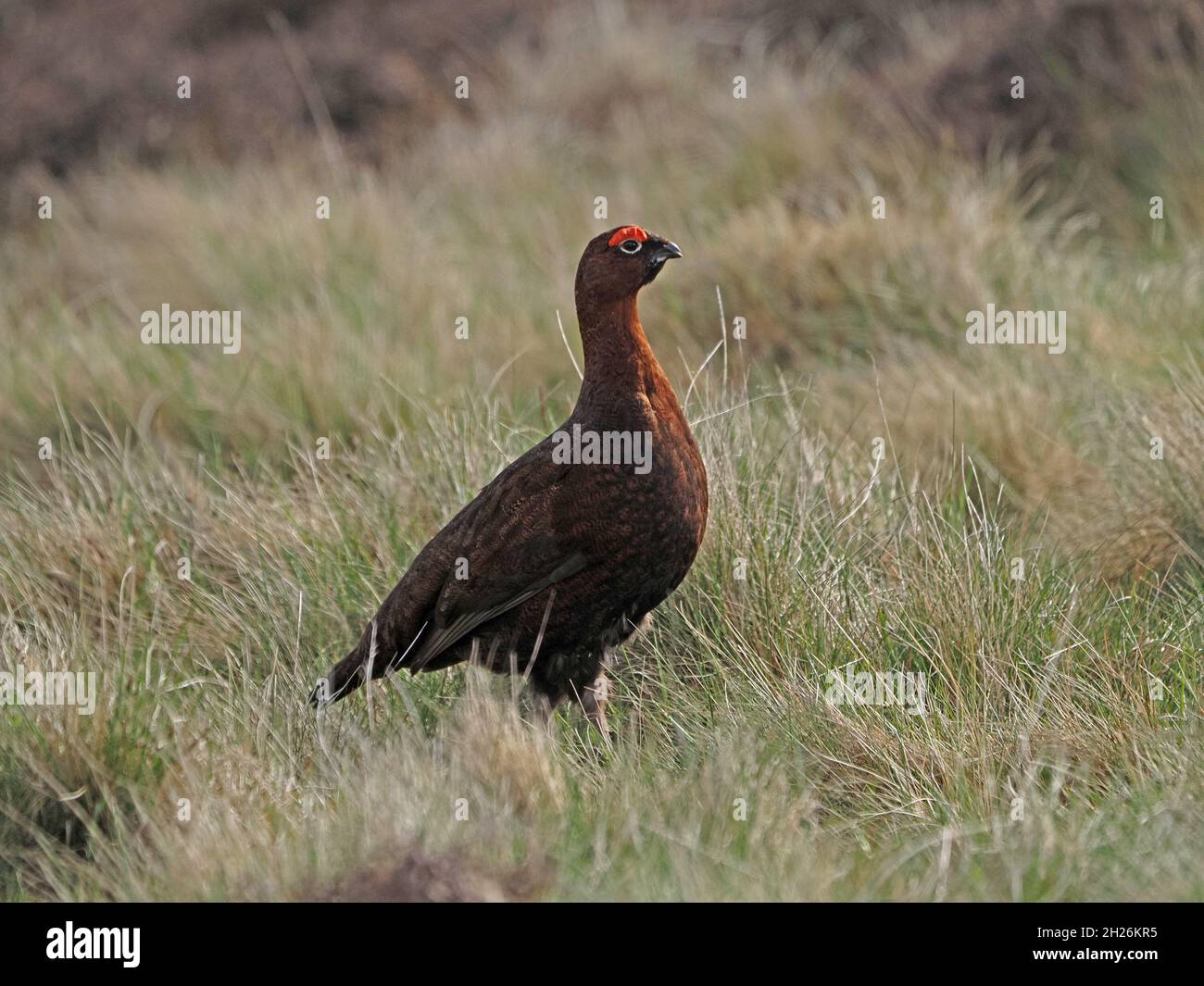 Red eyebrows hi-res stock photography and images - Alamy