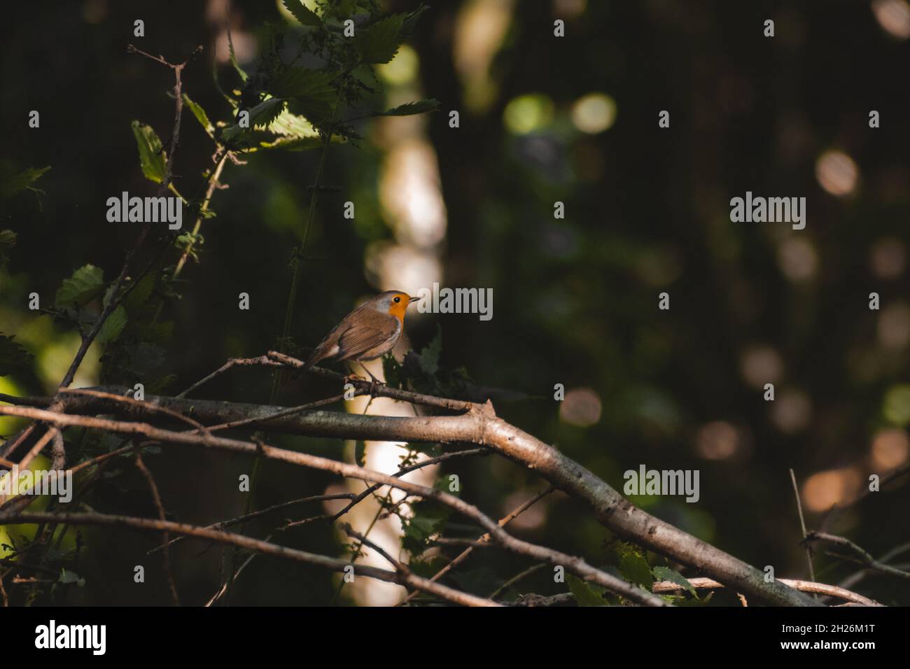 4k robin wallpaper hi-res stock photography and images - Alamy