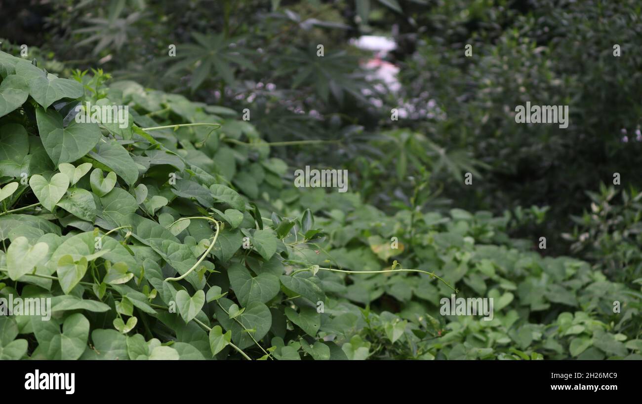 It is a beautiful landscape with small plants and vines that are called ...