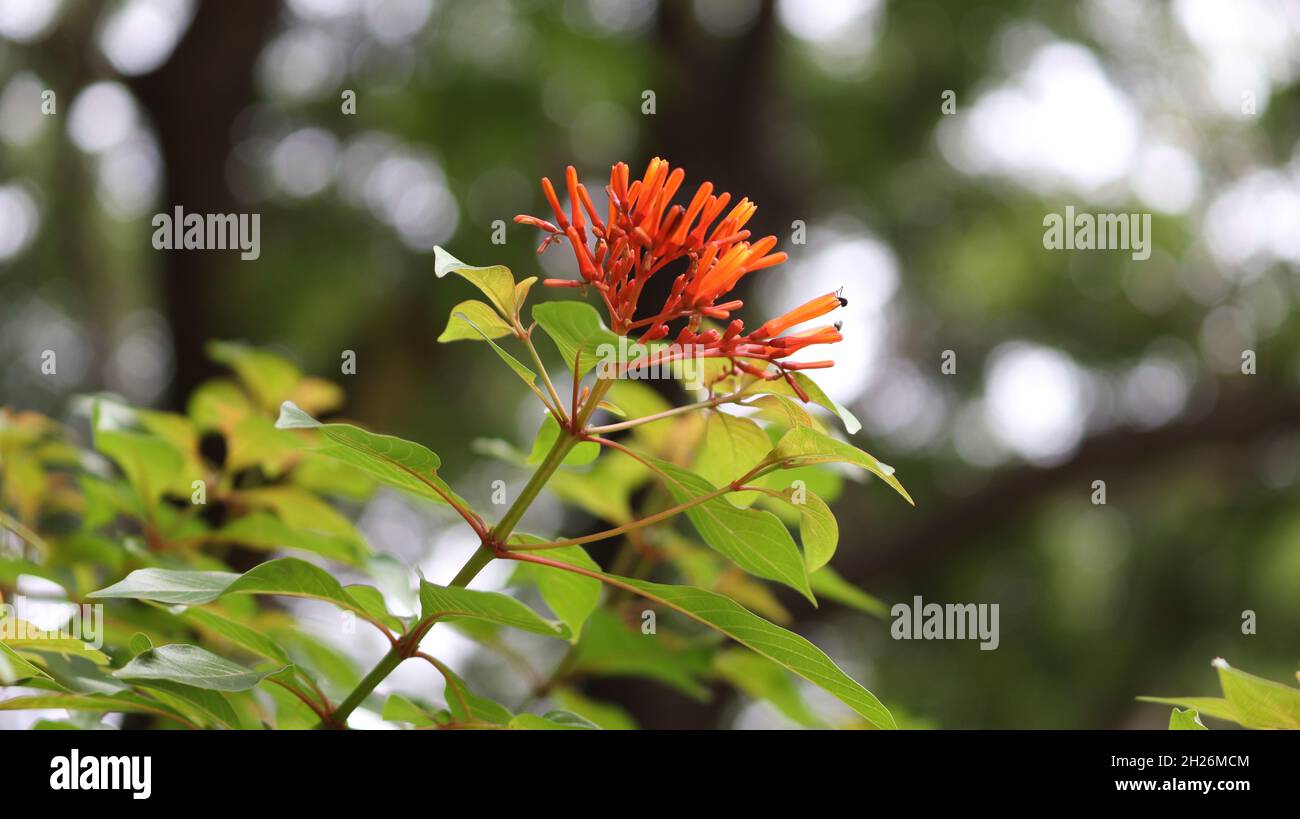 Indian orange hi-res stock photography and images - Alamy