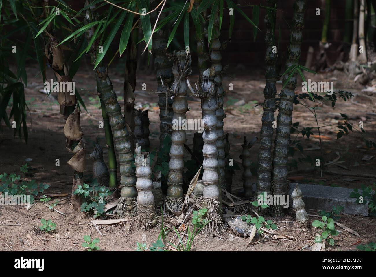 The base of the curved green bamboo tree against the background of the ...