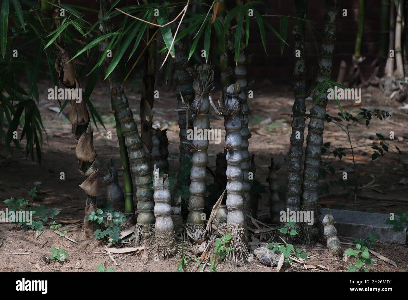 The base of the curved green bamboo tree against the background of the ...