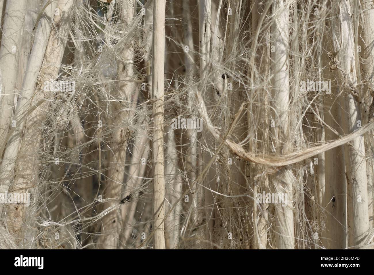 Closeup view of raw jute fiber. Rotten jute is being washed in water ...