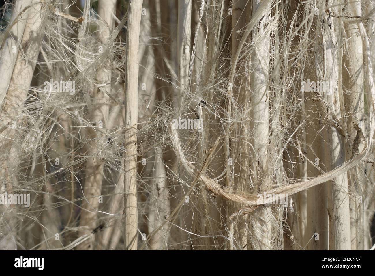 Closeup view of raw jute fiber. Rotten jute is being washed in water ...