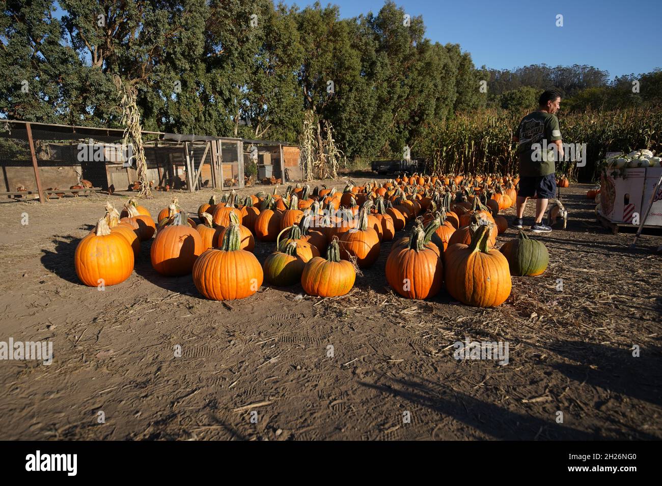 A visitor visits the Pumpkin Patch during the weekend.Before Halloween ...