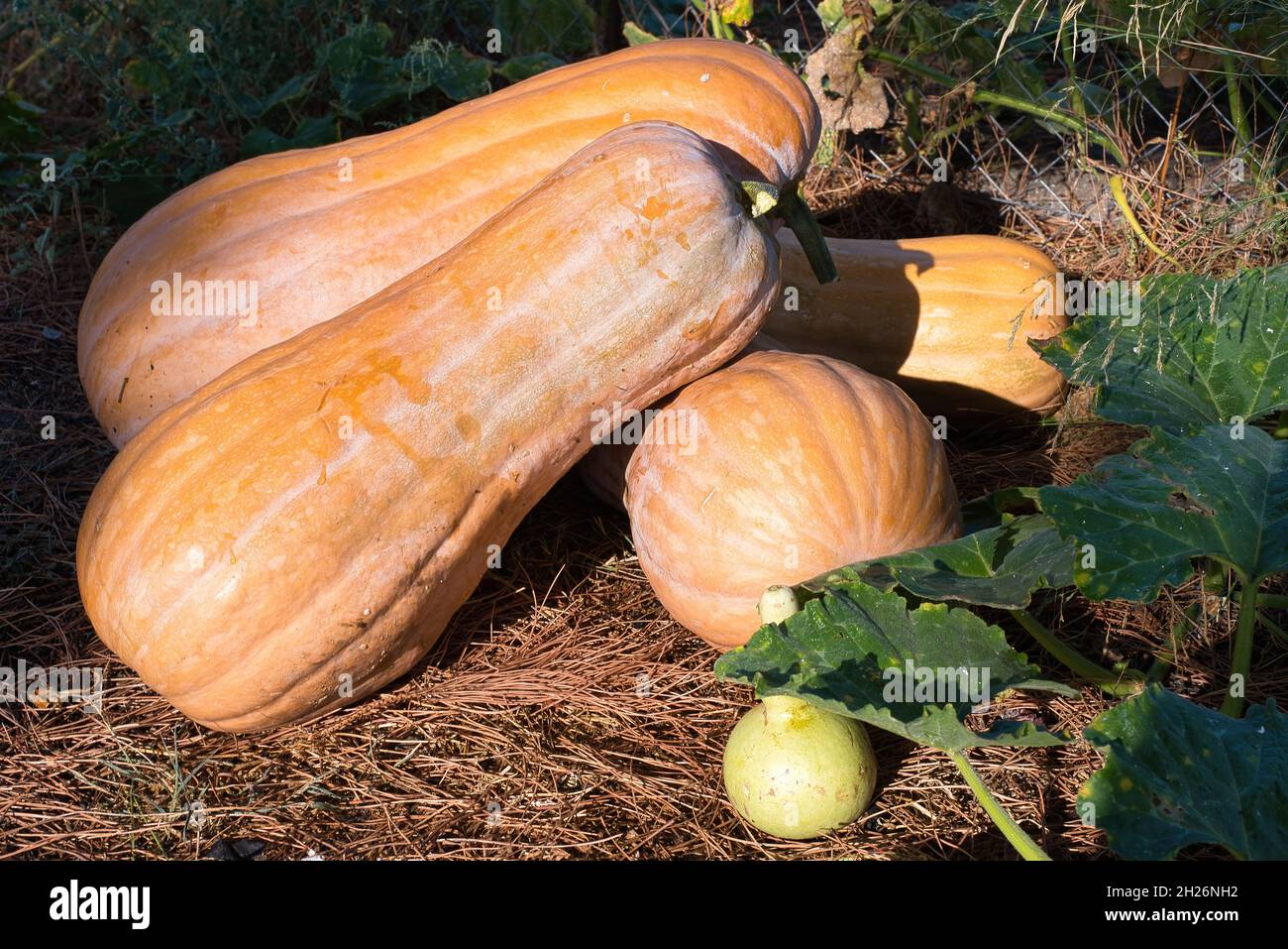 ripe yellow pumpkins, freshly picked from the garden, suitable for ...