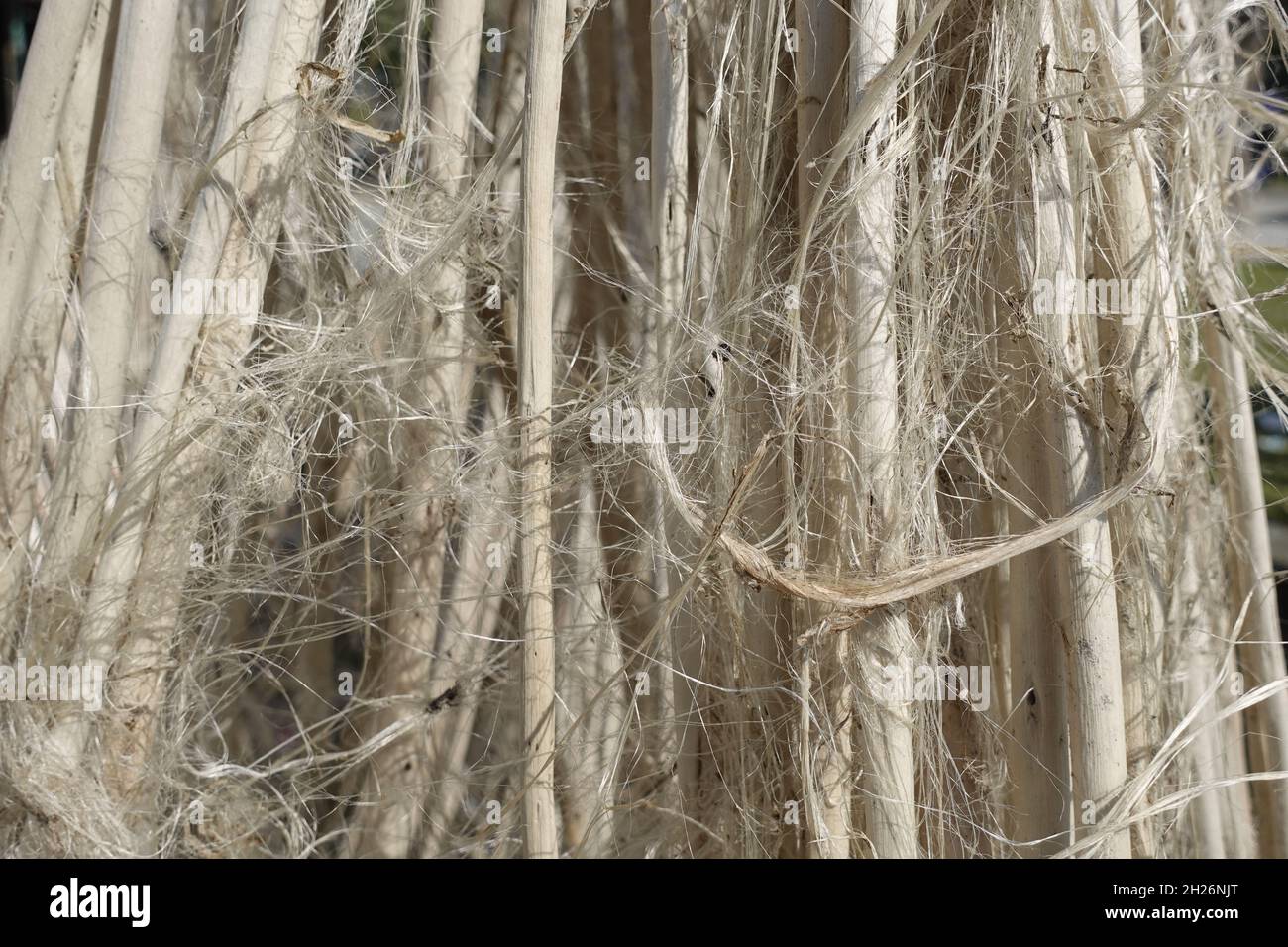 Closeup view of raw jute fiber. Rotten jute is being washed in water ...
