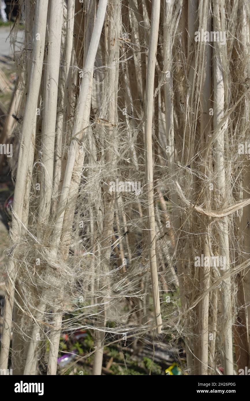 Closeup view of raw jute fiber. Rotten jute is being washed in water ...