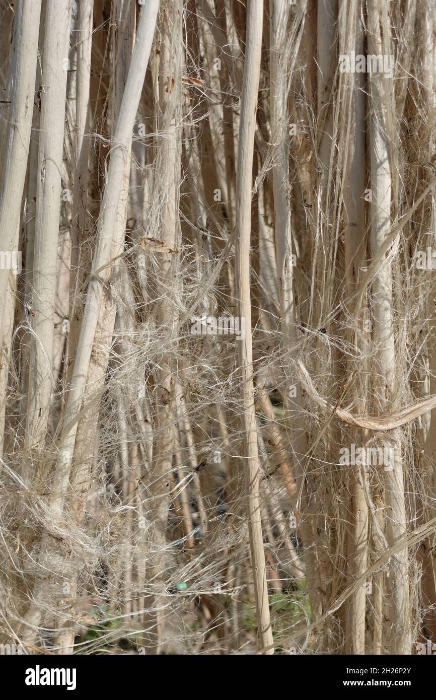 Closeup view of raw jute fiber. Rotten jute is being washed in water ...