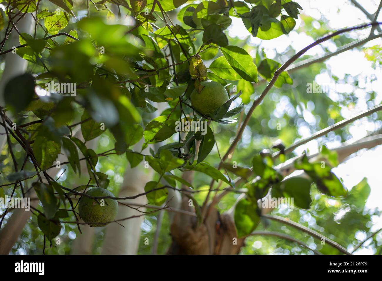 Closeup shot of a lemon tree growing in a park Stock Photo - Alamy
