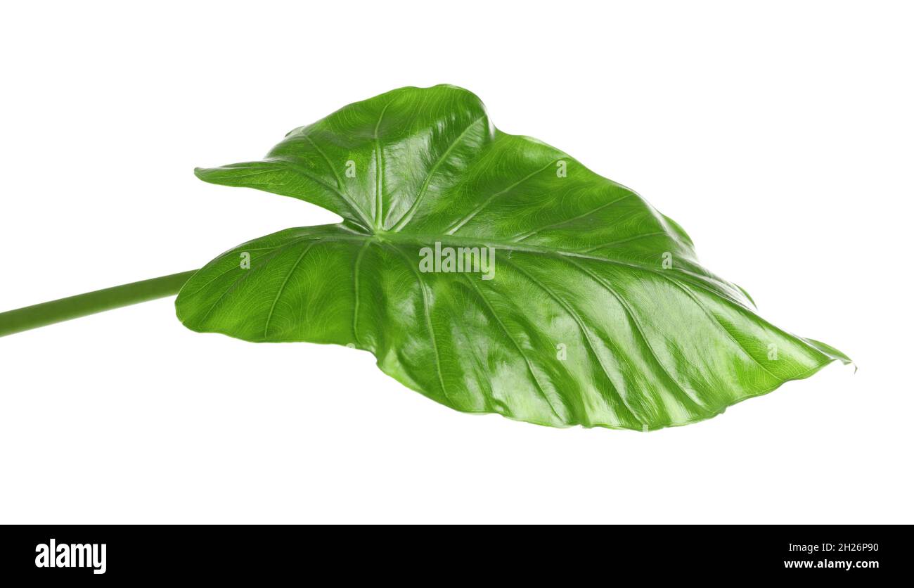 Beautiful tropical Taro plant leaf on white background Stock Photo - Alamy