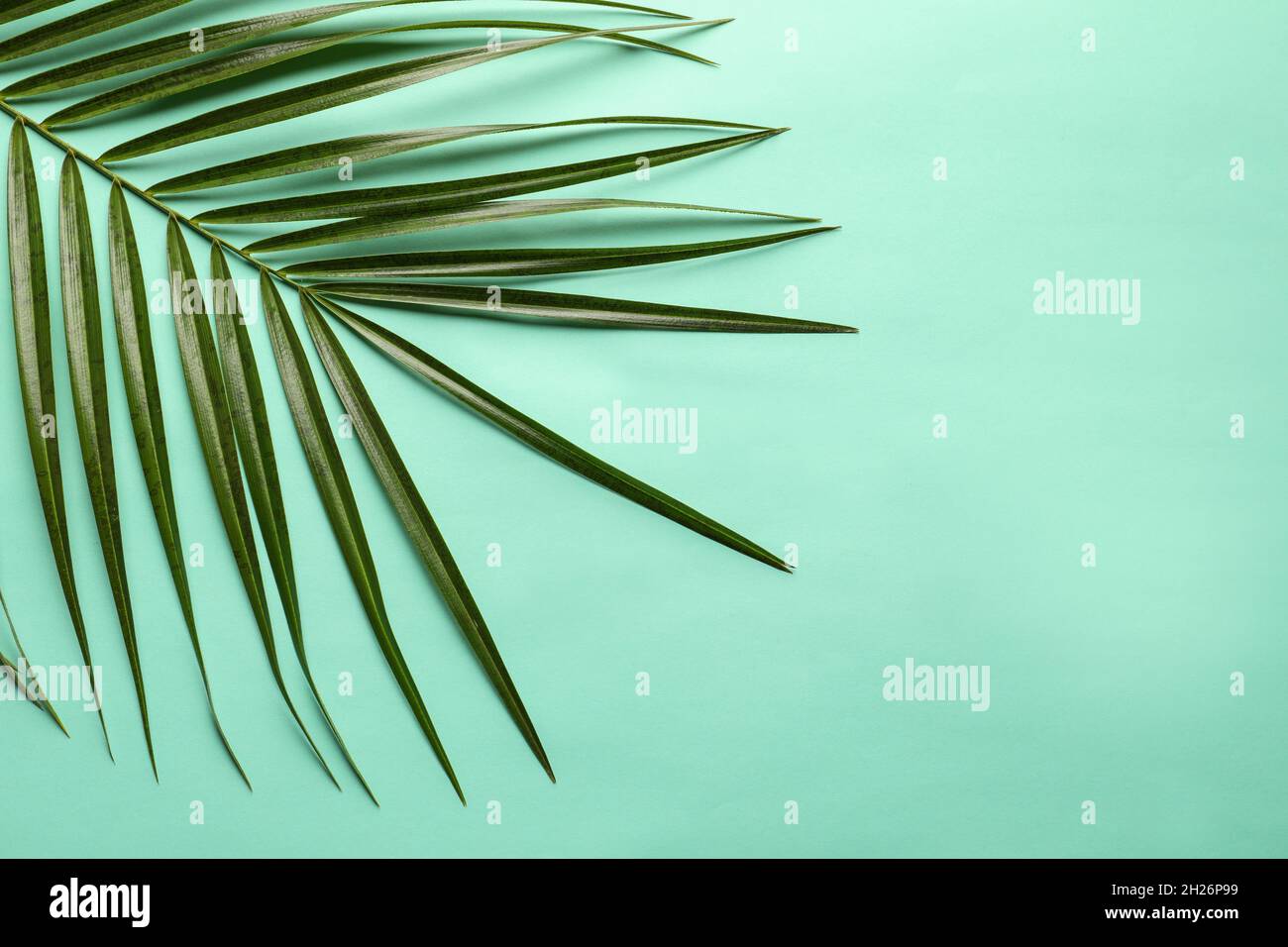 Beautiful tropical Sago palm leaf on color background, top view Stock ...