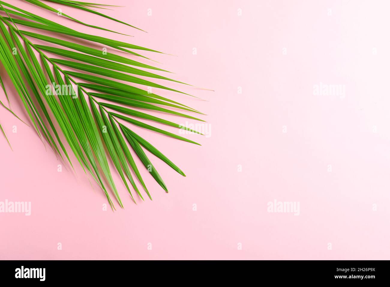 Beautiful tropical Sago palm leaf on color background, top view Stock ...