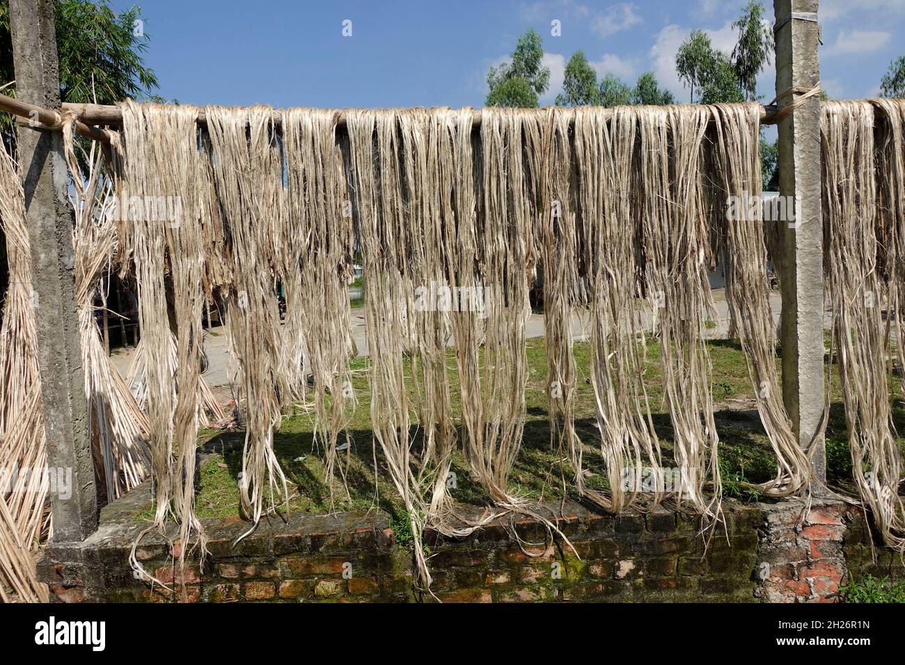 Closeup view of raw jute fiber. Rotten jute is being washed in water ...