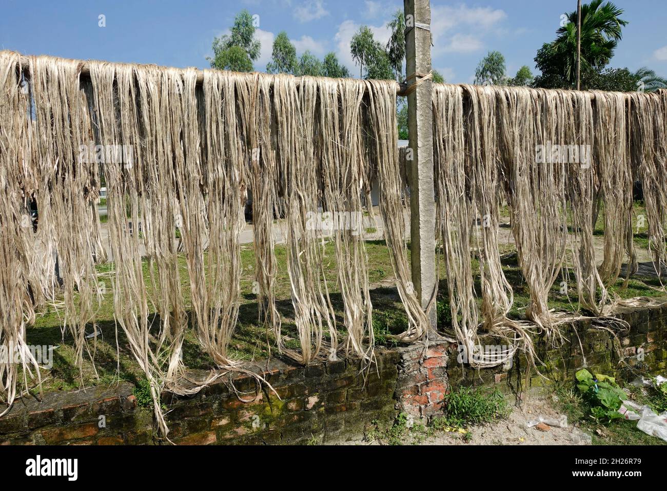 Closeup view of raw jute fiber. Rotten jute is being washed in water ...