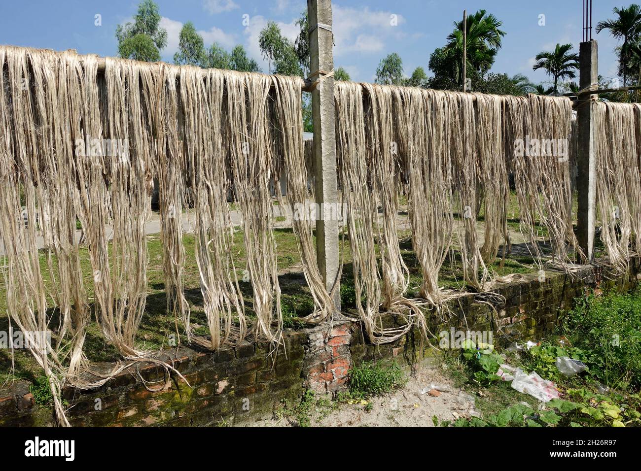 Closeup view of raw jute fiber. Rotten jute is being washed in water ...