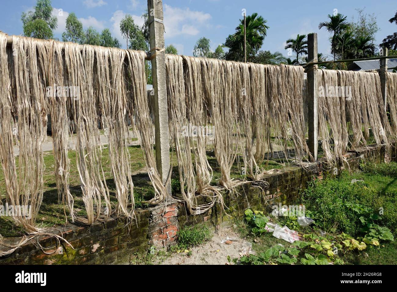 Closeup view of raw jute fiber. Rotten jute is being washed in water ...