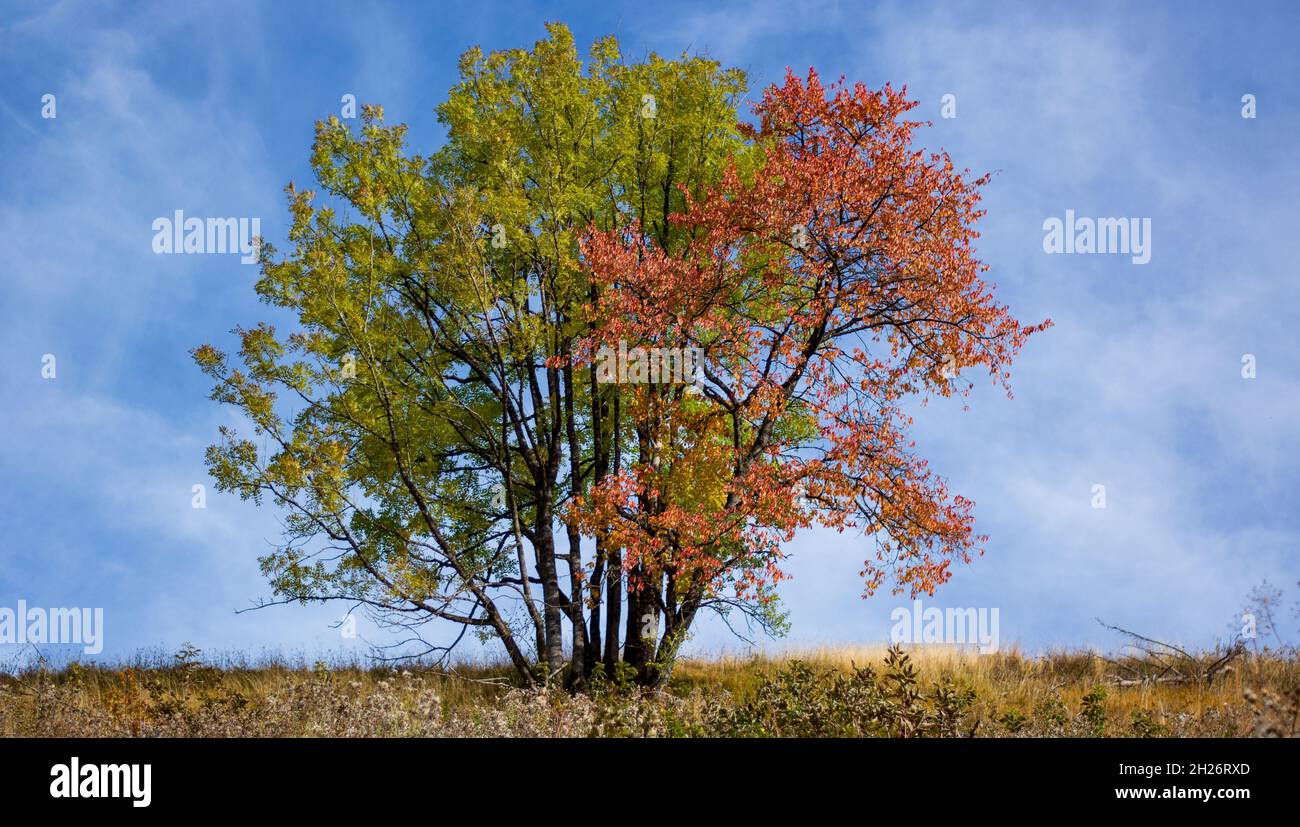 Stockholm autumn tree leaves hi-res stock photography and images - Alamy