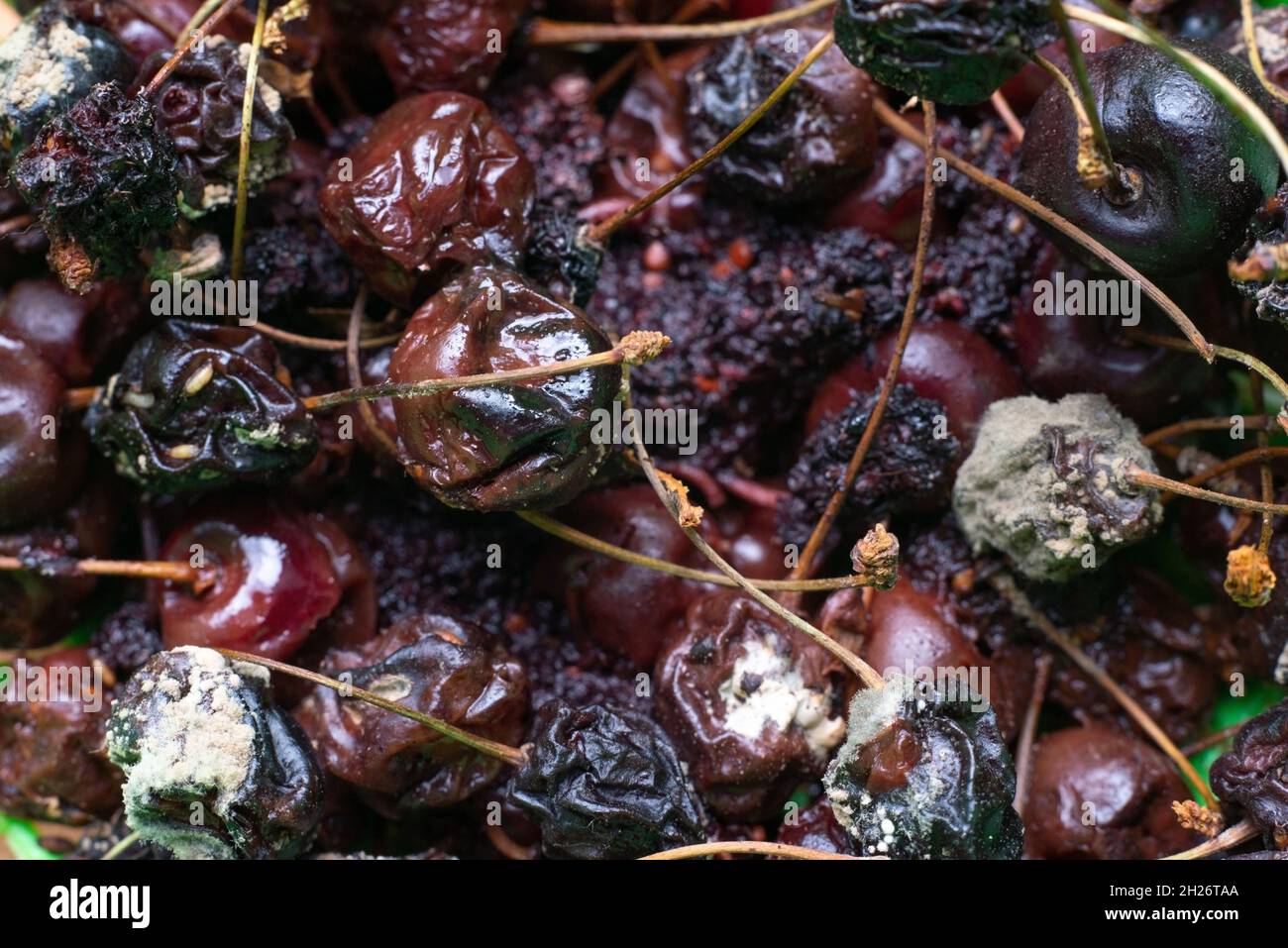 rotten cherries macro texture of missing cherries Stock Photo - Alamy