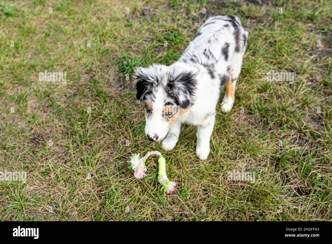 Toy Aussie Puppies