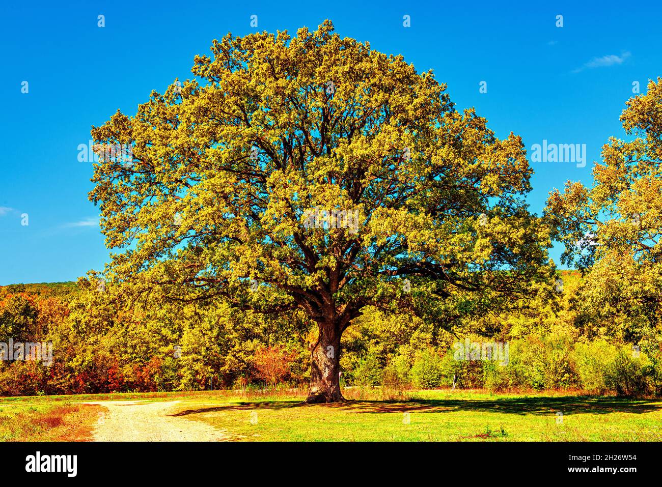 Wide spreading tree hi-res stock photography and images - Alamy