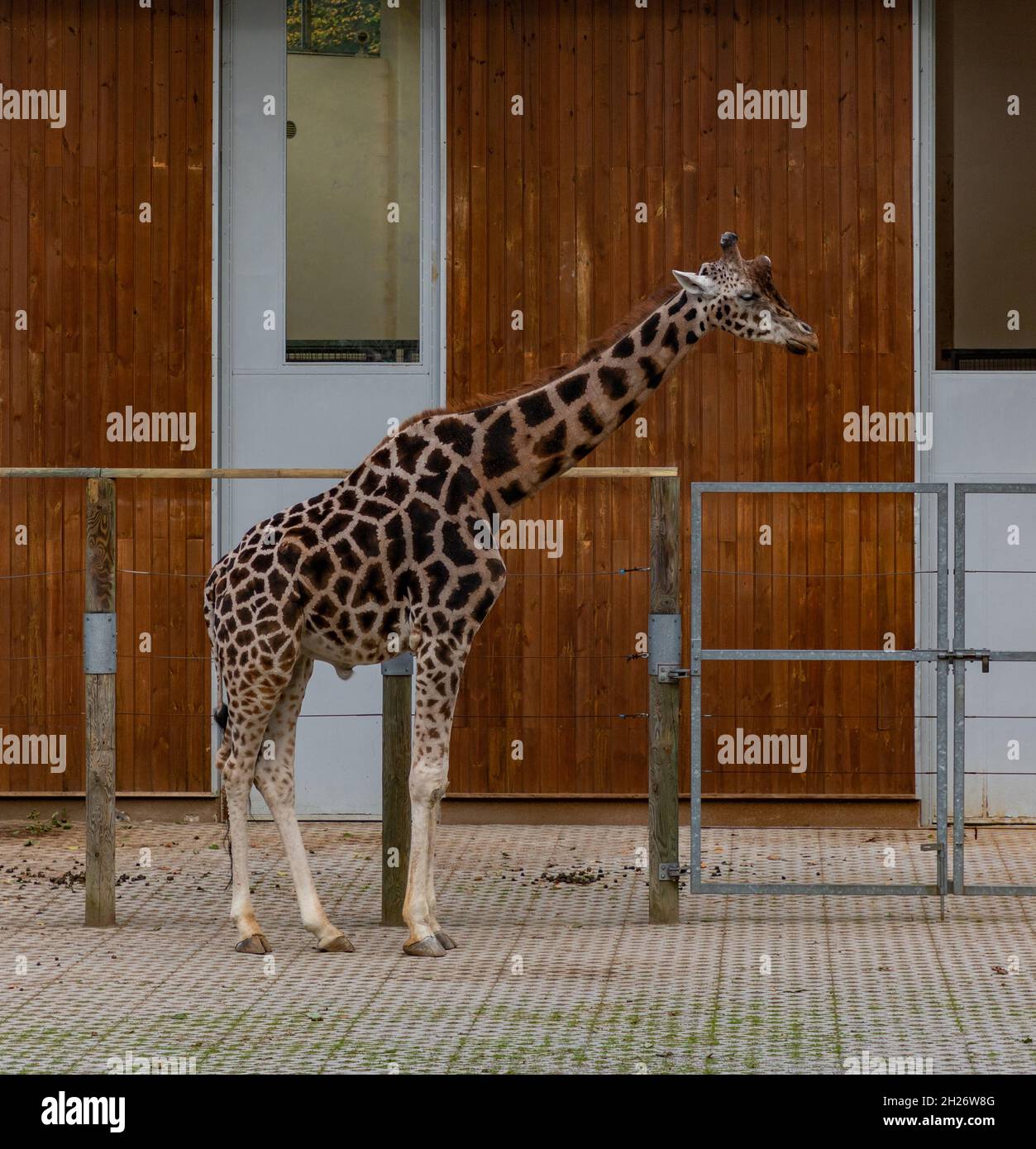 A picture of a Nubian Giraffe at the Kraków Zoo Stock Photo - Alamy