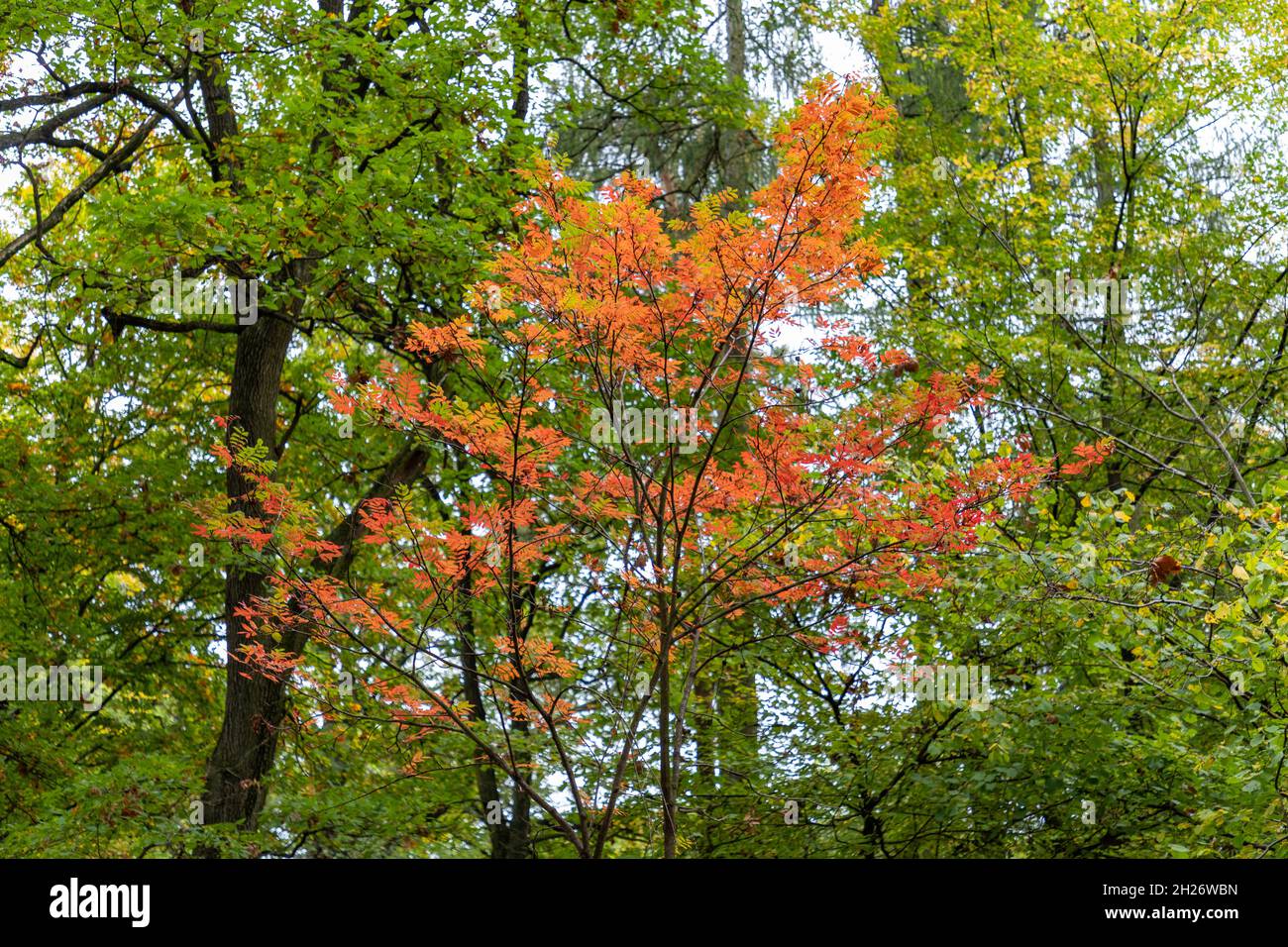 A picture of the autumn, or fall, foliage at the Kraków Zoo Stock Photo ...