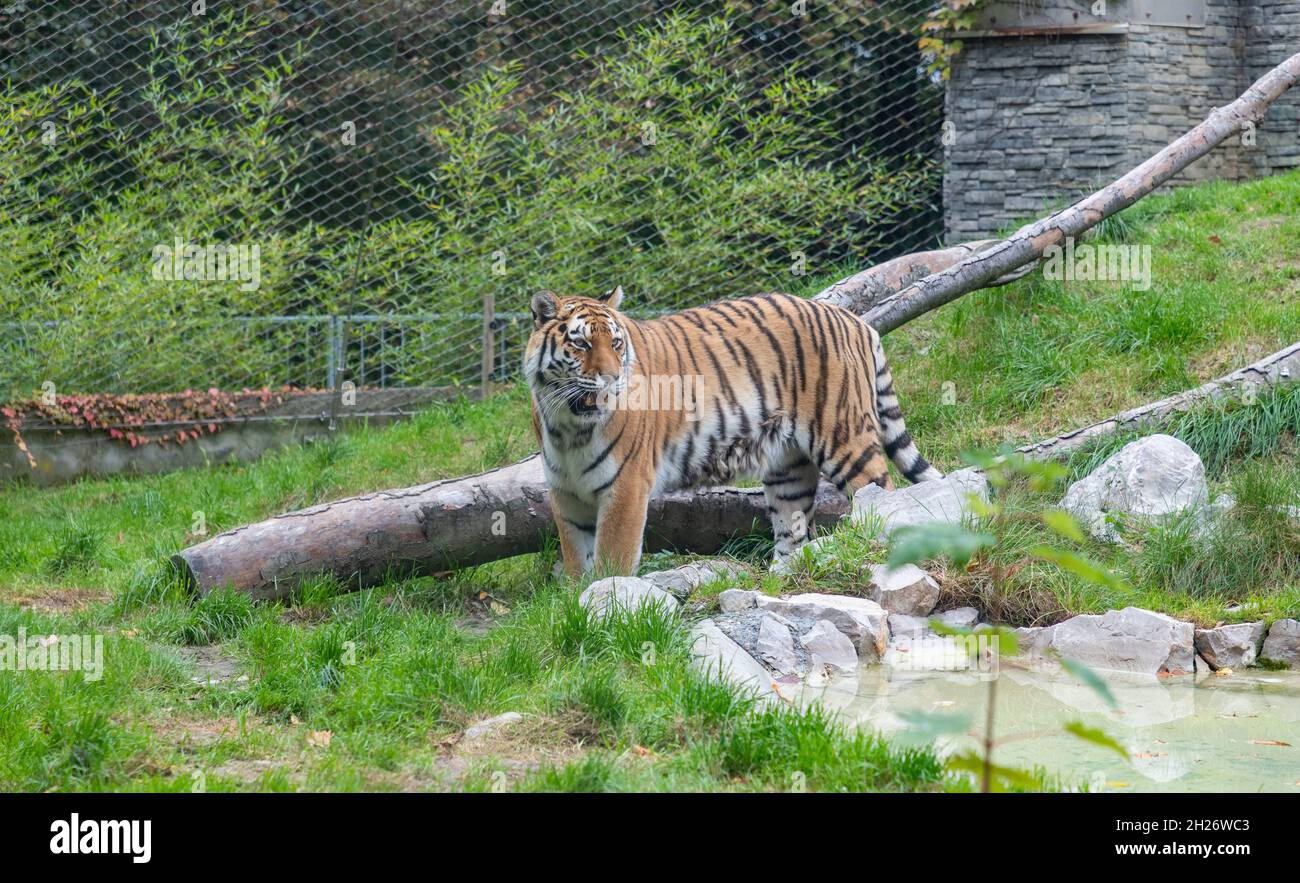 A picture of a Siberian Tiger at the Kraków Zoo Stock Photo - Alamy
