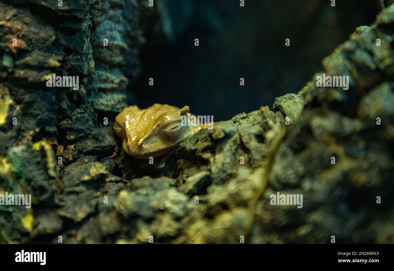 A picture of a Whipping Frog at the Kraków Zoo Stock Photo - Alamy