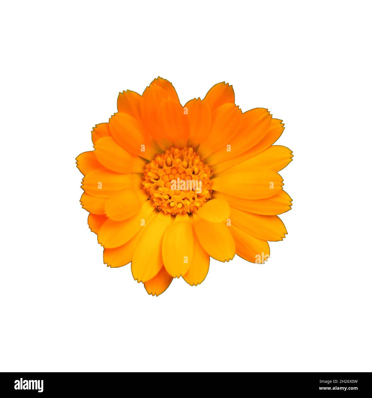 A small calendula flower on a white background Stock Photo - Alamy