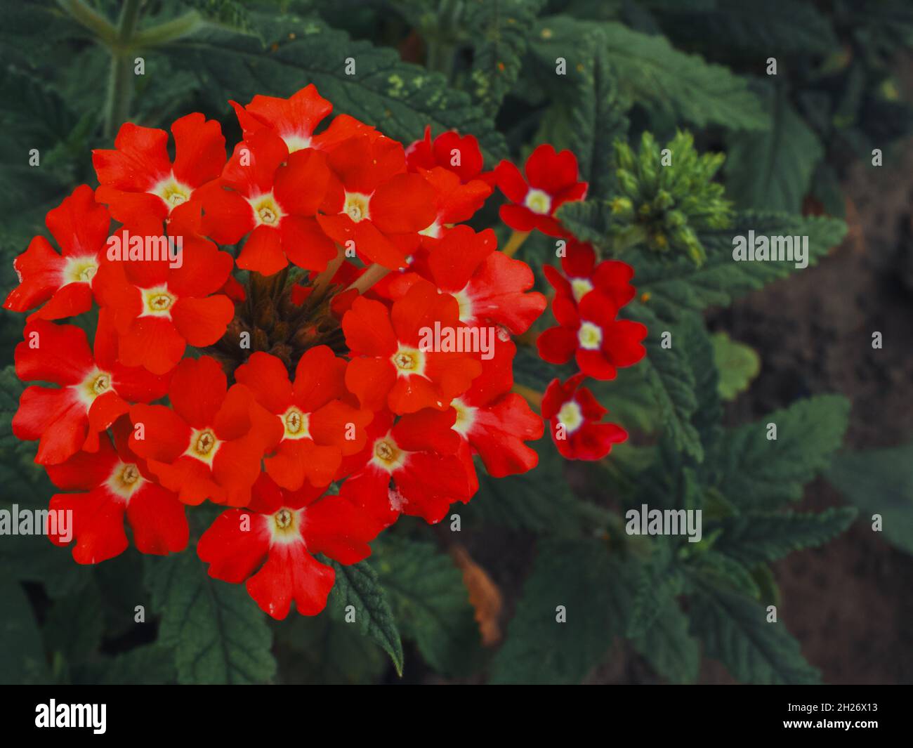 Inflorescence of red verbena flowers, view from the top. Red flowers ...