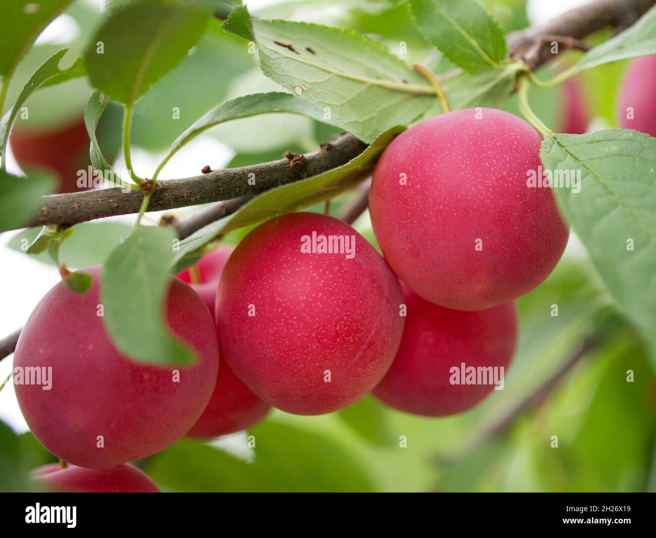 Ripe red cherry plum on a branch, close-up. Homegrown fruits Stock ...