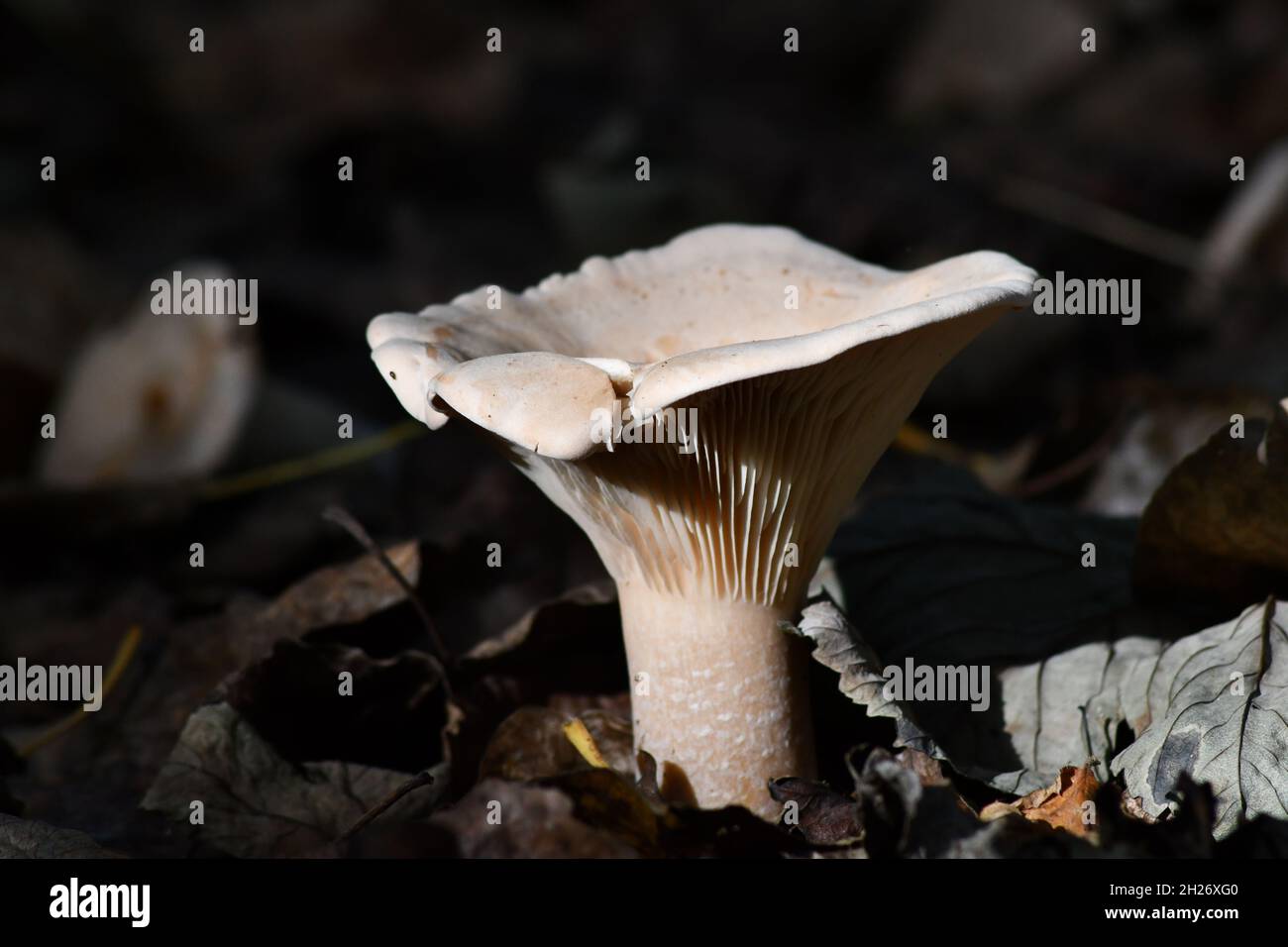 Funnel shaped fungi hi-res stock photography and images - Alamy