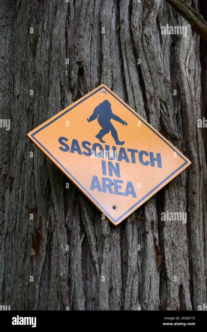A sign on an old growth western red cedar reading "Sasquatch in Area ...