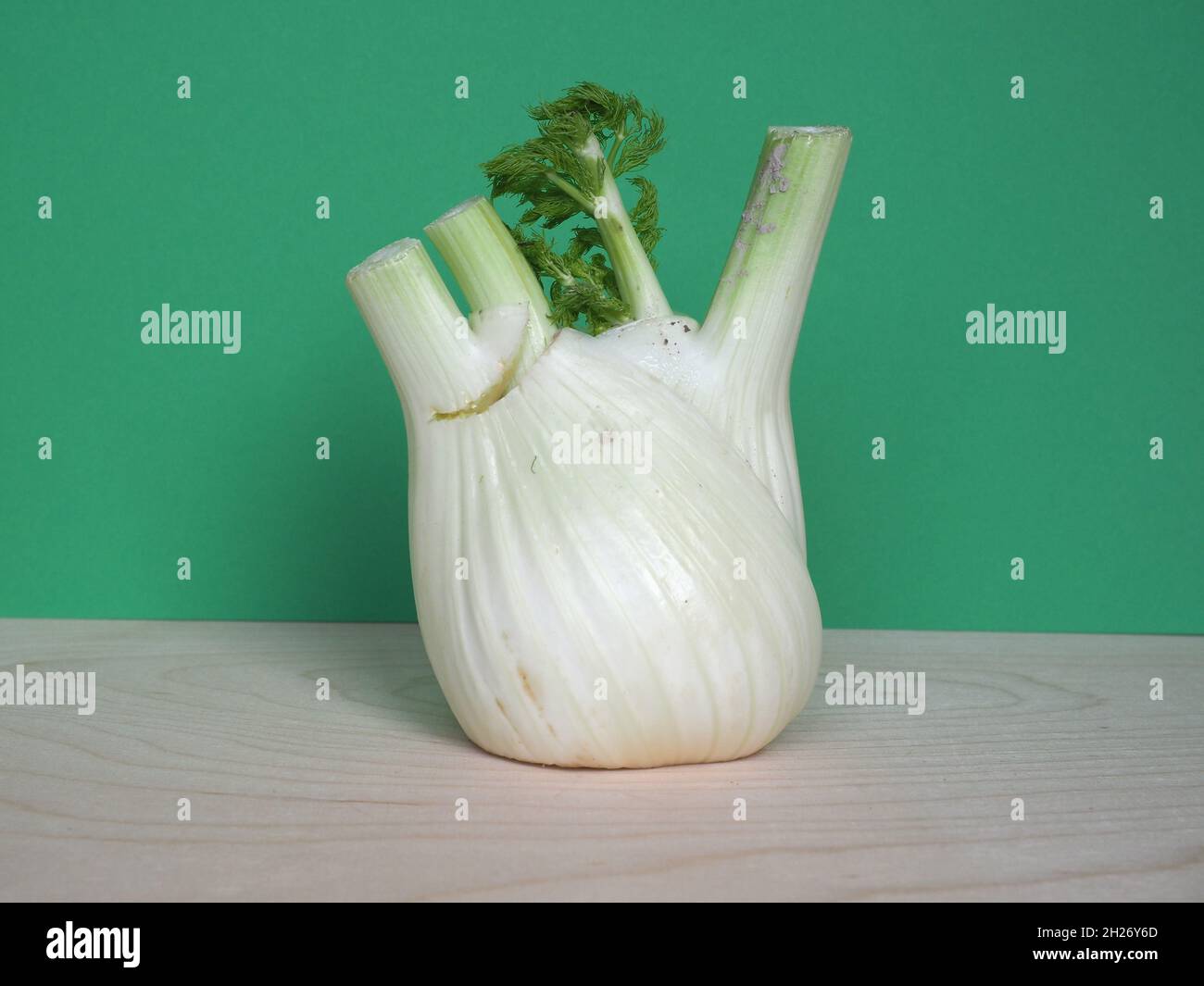 florence fennel (scientific name Foeniculum vulgare aka finocchio ...