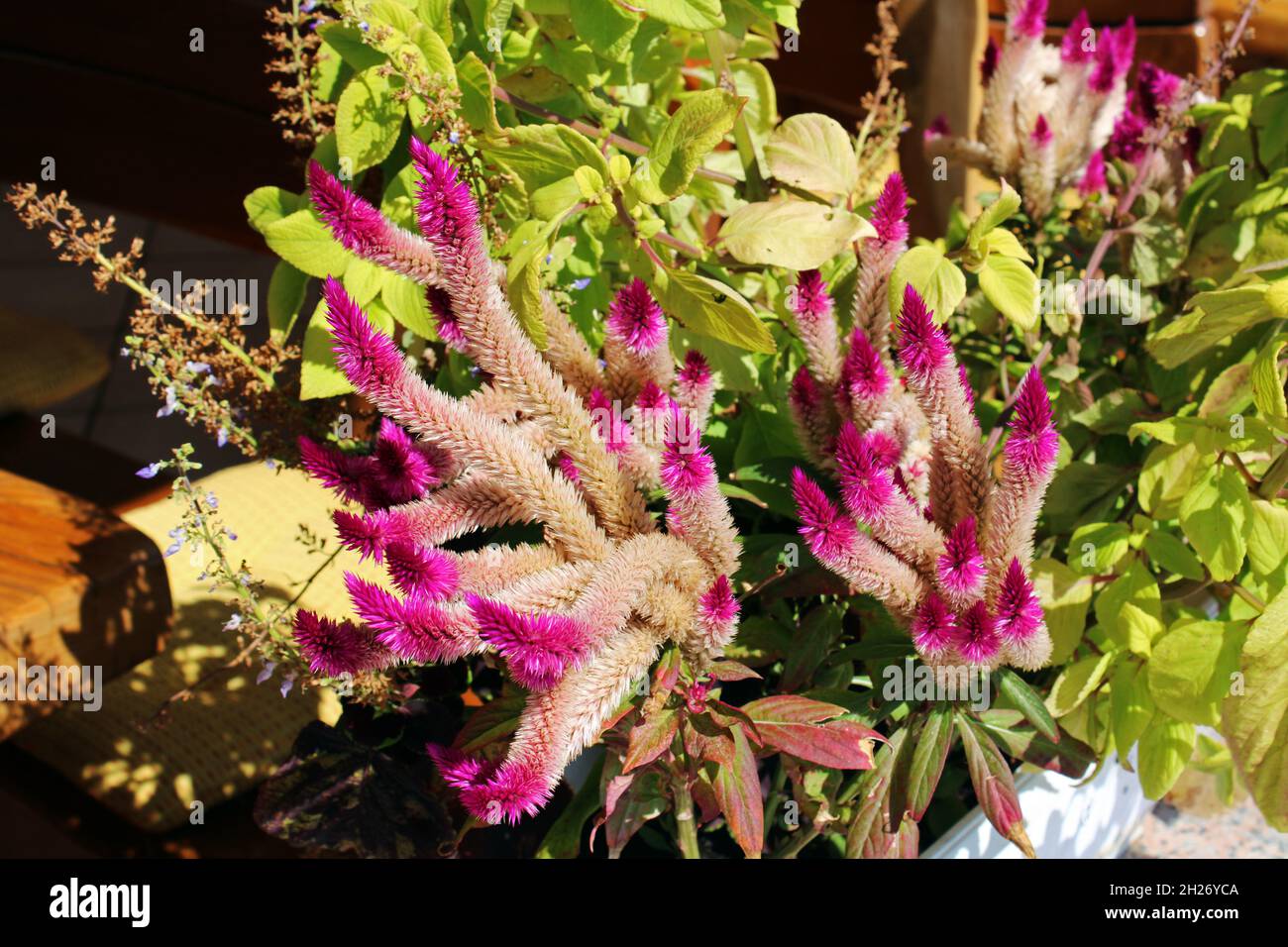 View from Ika's seaside promenade, decorative flowers, Adriatic coast ...