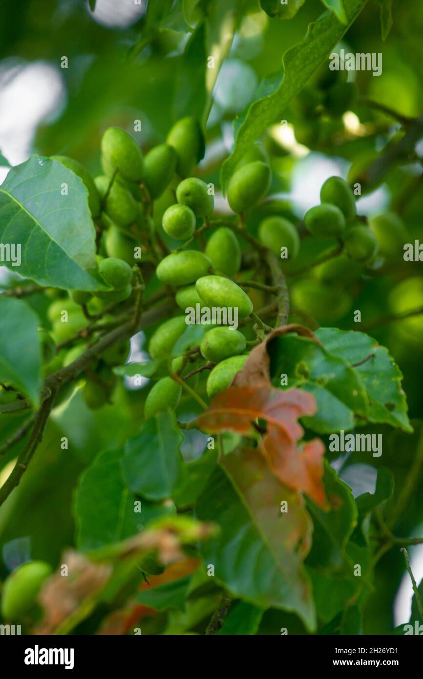 Ceylon olive tree hi-res stock photography and images - Alamy