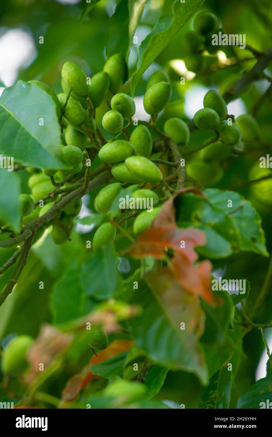 Raw green olives hanging on the tree. Elaeocarpus serratus is a ...