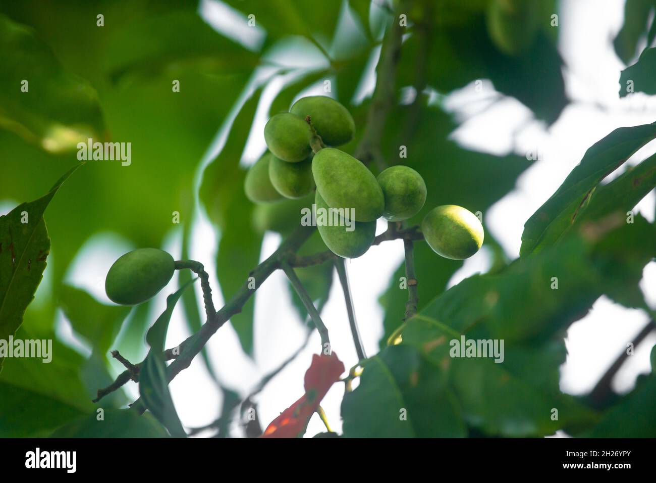 Raw green olives hanging on the tree. Elaeocarpus serratus is a ...