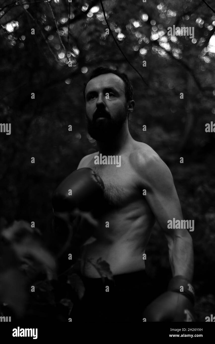 black and white portrait of a boxer in nature Stock Photo - Alamy