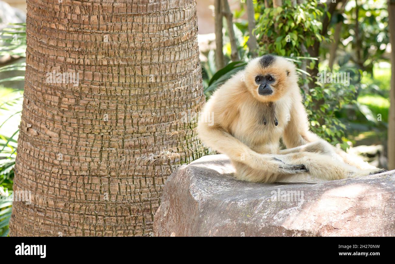Hainan invertebrate hi-res stock photography and images - Alamy