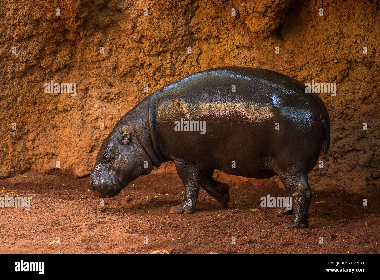 Pygmy Hippo High Resolution Stock Photography and Images - Alamy