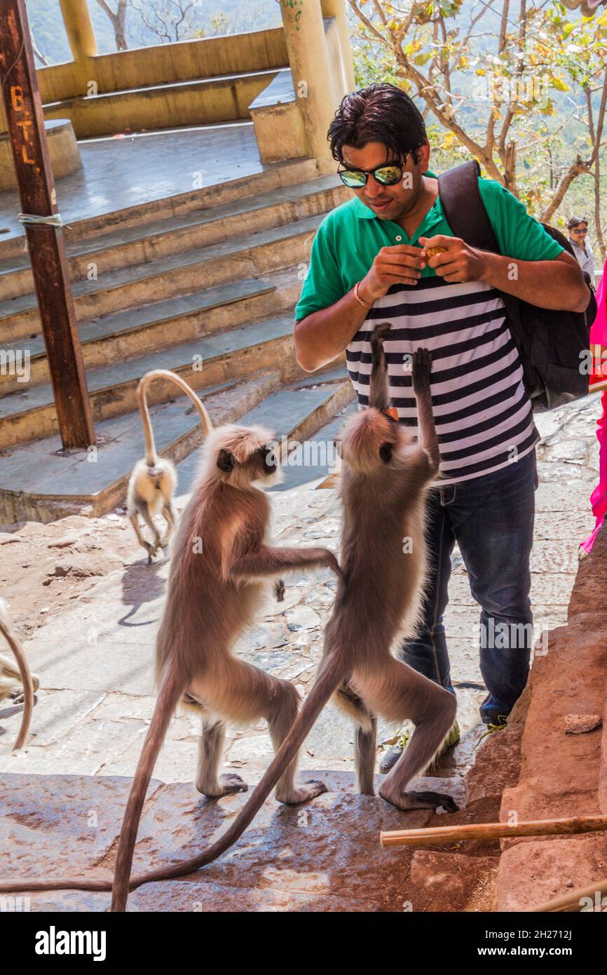 JUNAGADH, INDIA - FEBRUARY 10, 2017: Man feeding langur monkeys with ...