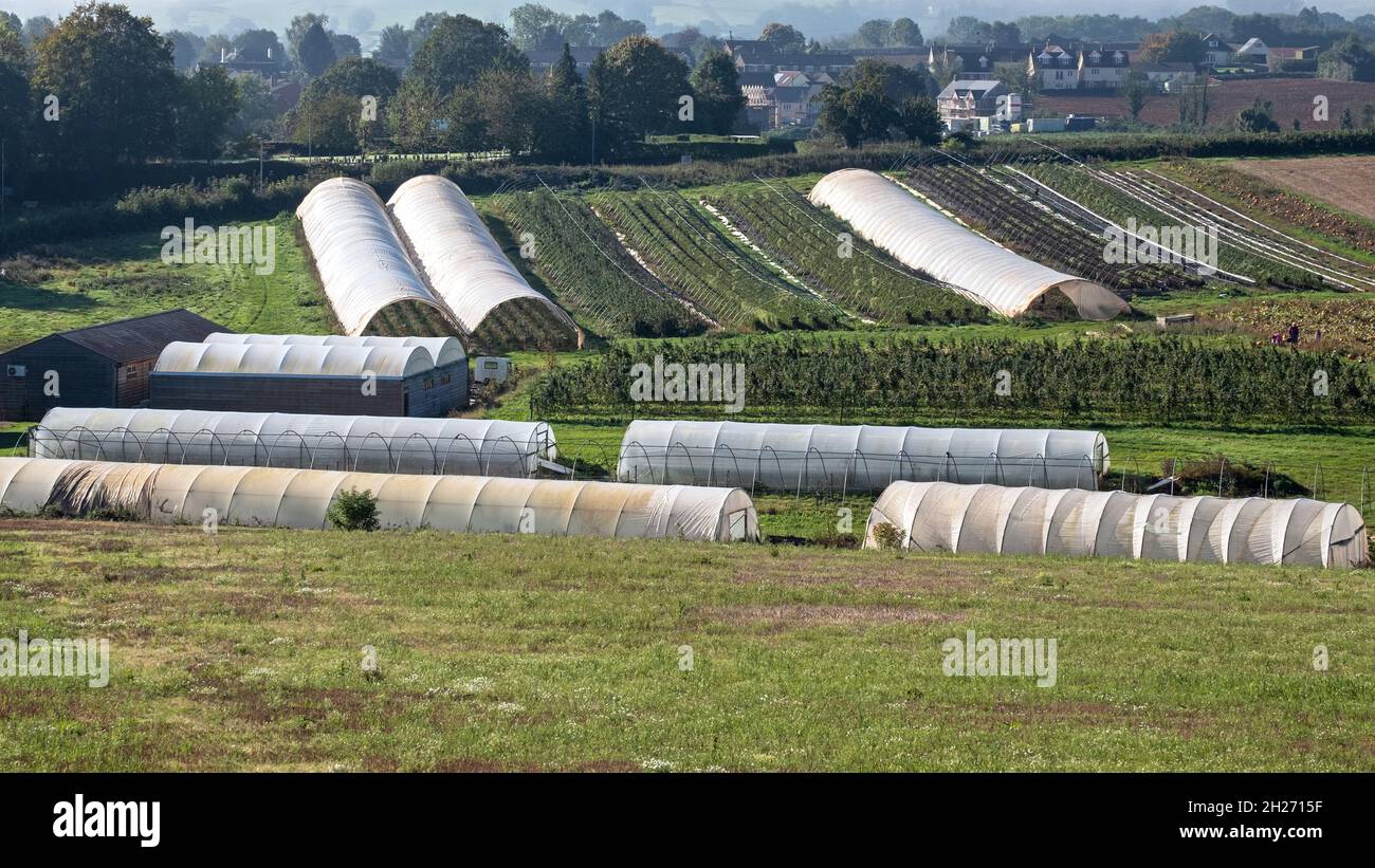 Polytunnels used for the cultivation of various crops on a Devon farm ...