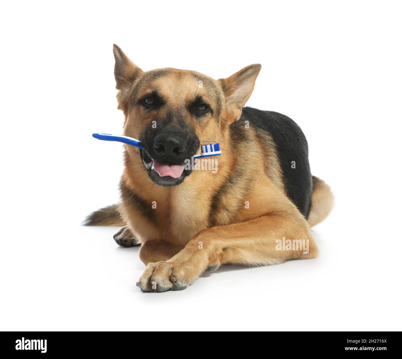 Cute German shepherd dog with toothbrush on white background. Pet care ...