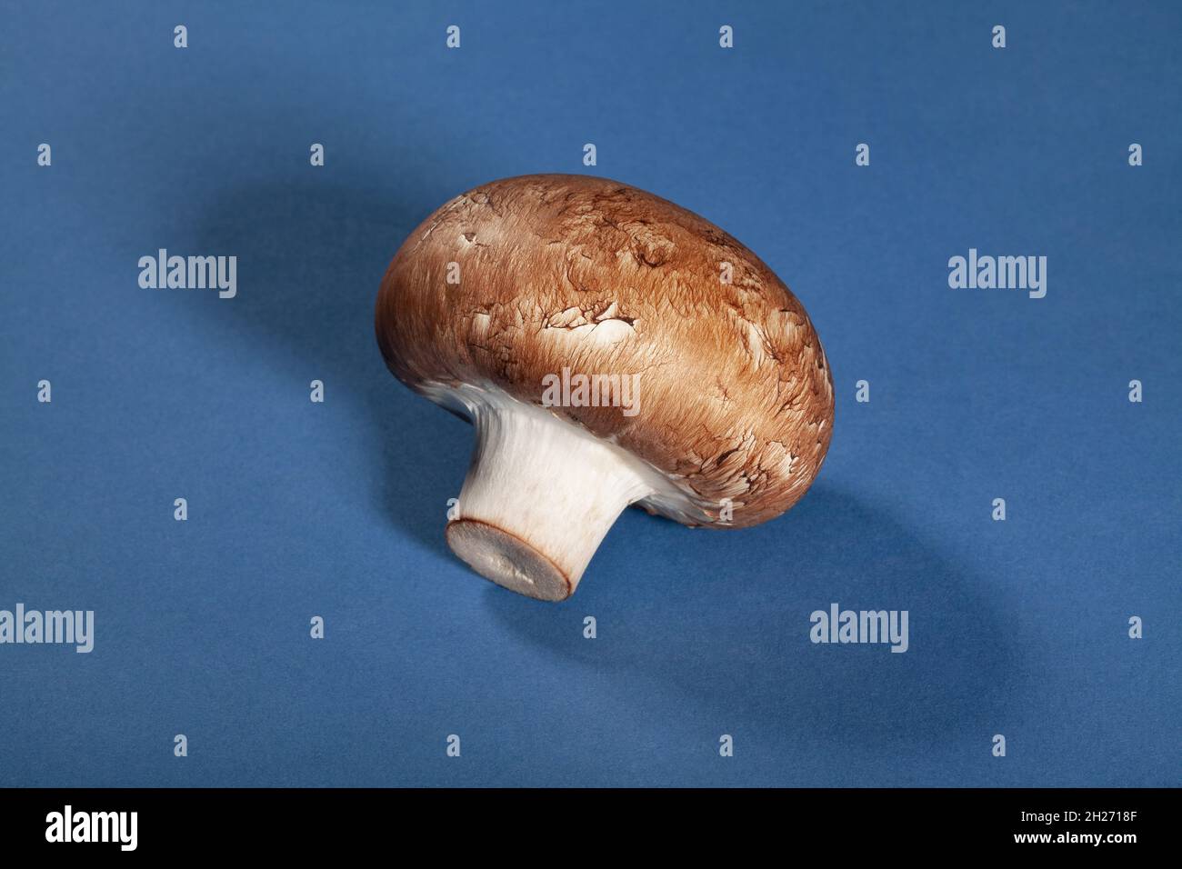 Blue mushrooms hi-res stock photography and images - Alamy