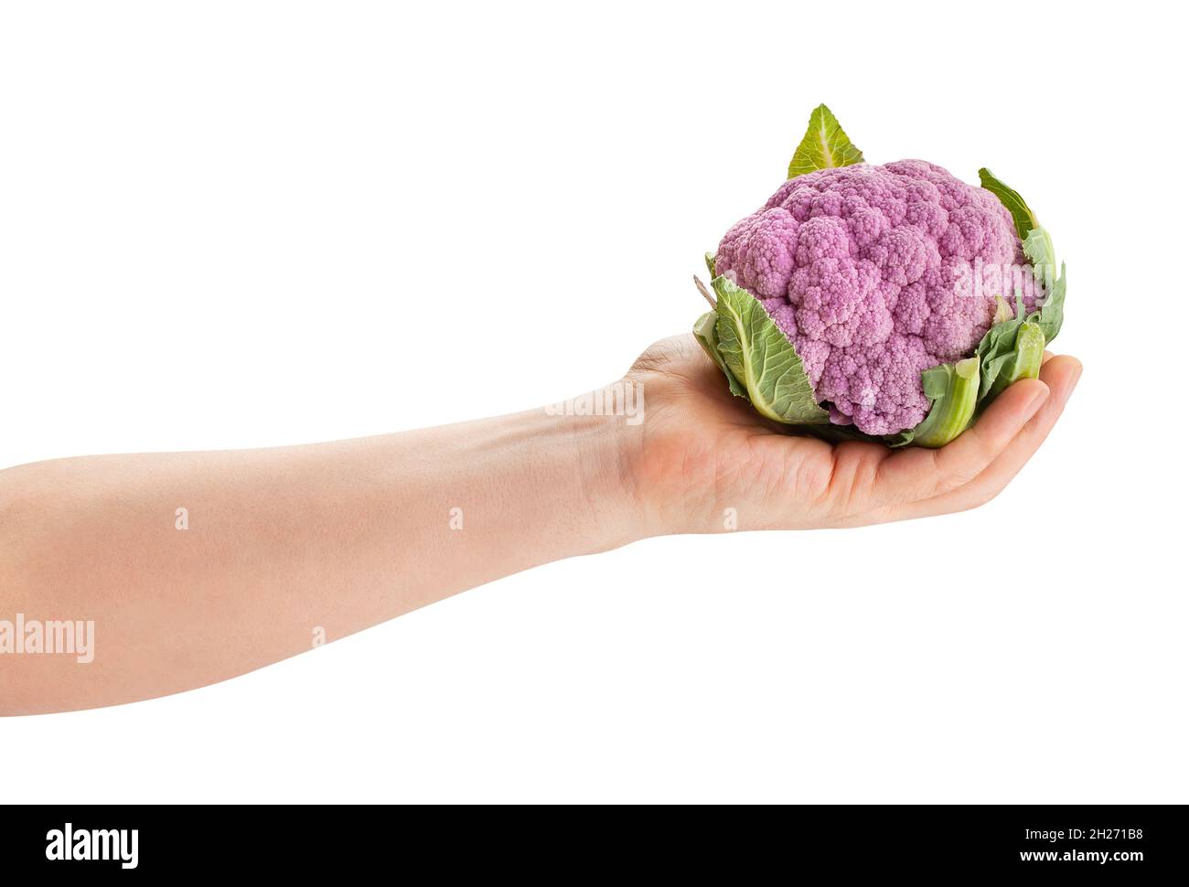 colorful cauliflower in hand path isolated on white Stock Photo - Alamy