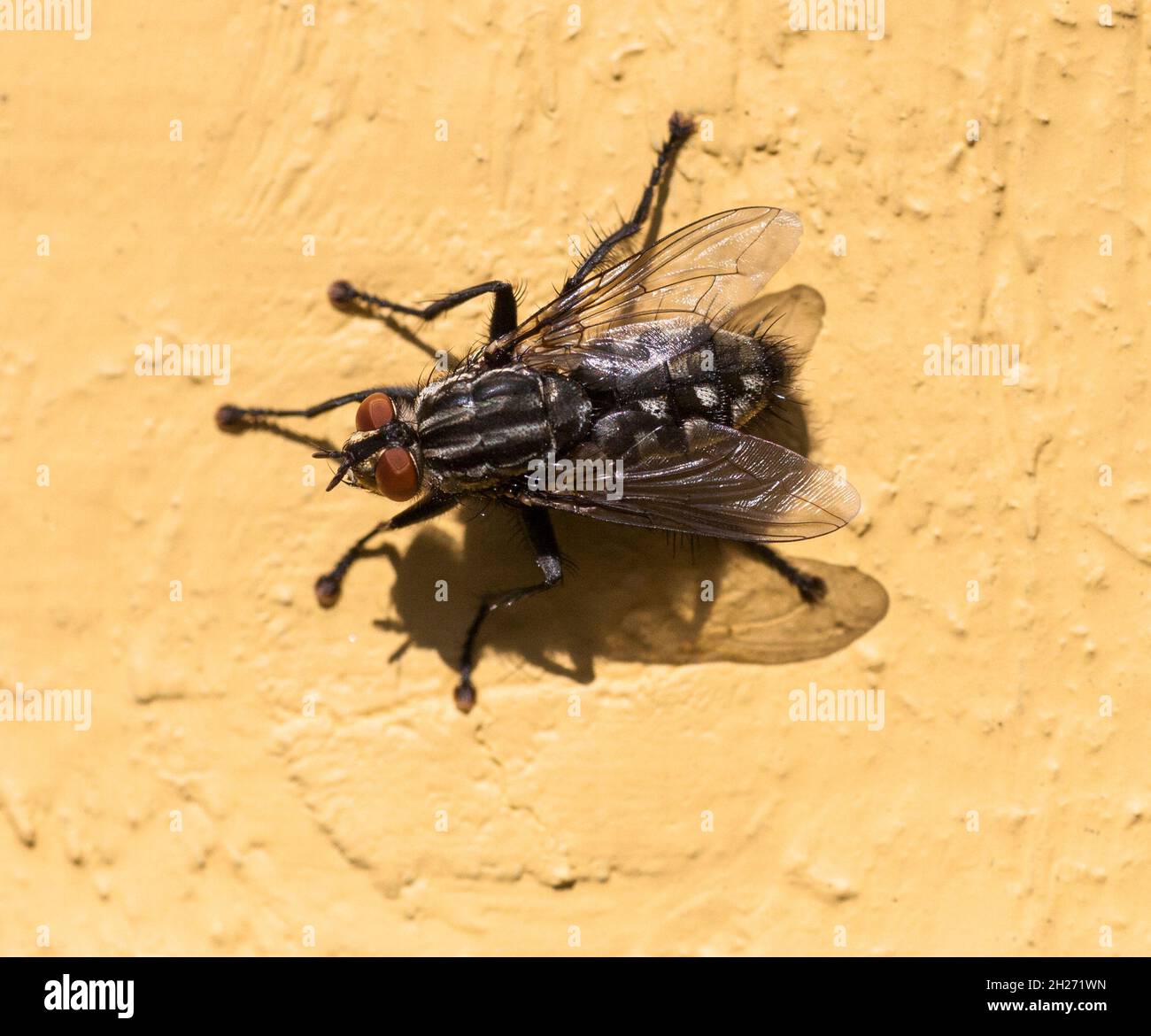 FLESH FLY Sarcophagidae Stock Photo - Alamy